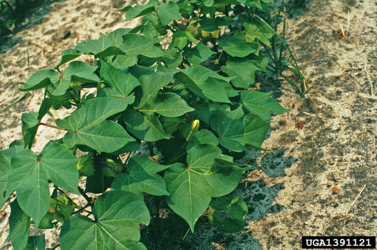 cotton (Gossypium hirsutum L.)
