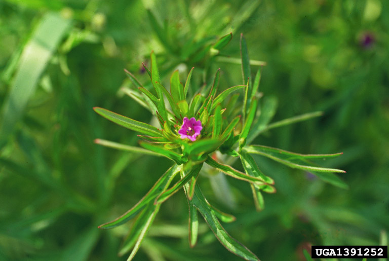 cutleaf geranium (Geranium dissectum L.)