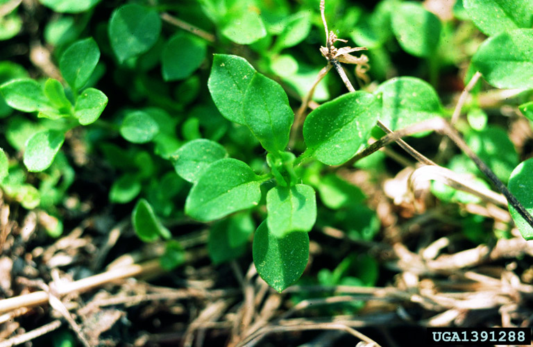 common chickweed (Stellaria pallida (Dumort.) Crépin)