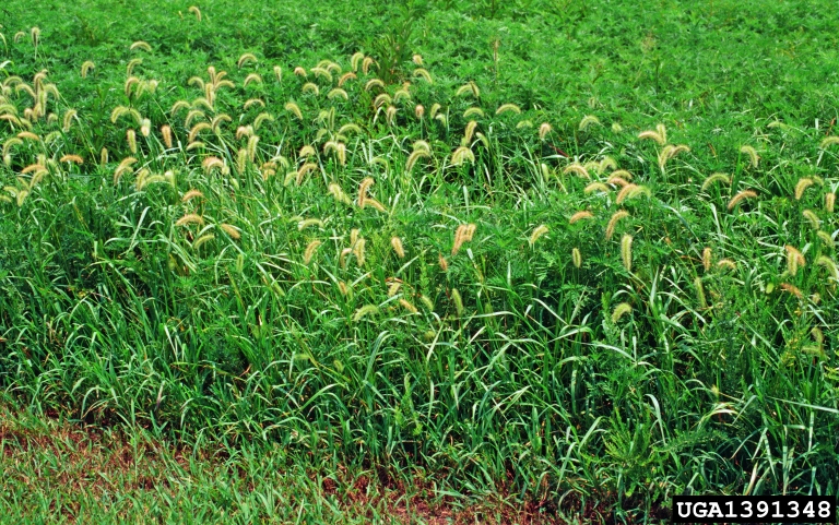giant foxtail (Setaria faberi)