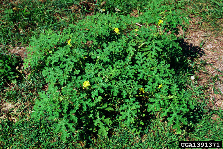 buffalobur (Solanum rostratum Dunal)