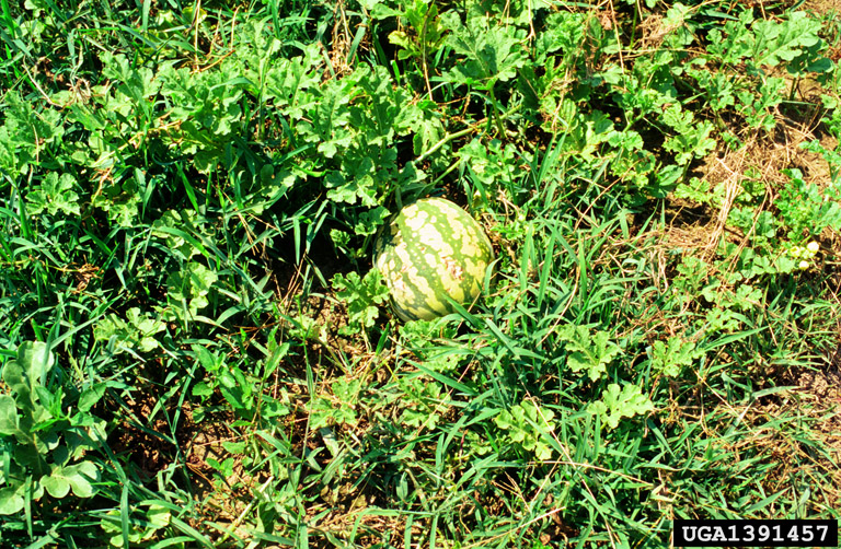 citronmelon (Citrullus lanatus var. citroides)