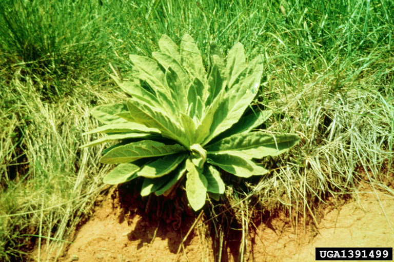common mullein (Verbascum thapsus L.)