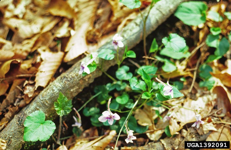 longspur violet (Viola rostrata Pursh)
