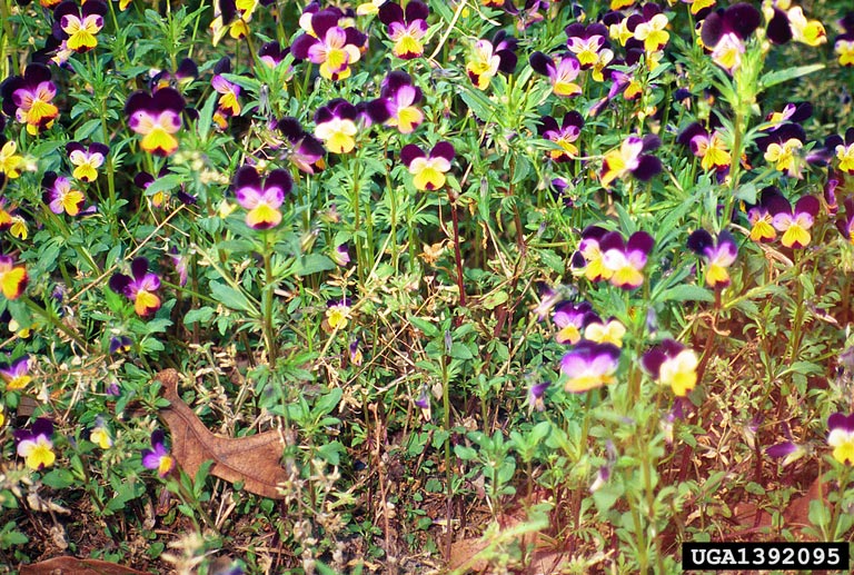 field violet (Viola arvensis Murr.)