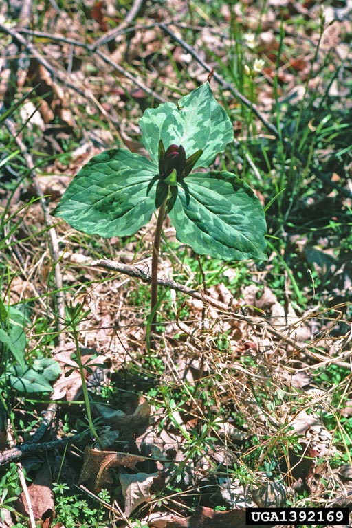 trillium (Genus Trillium L.)