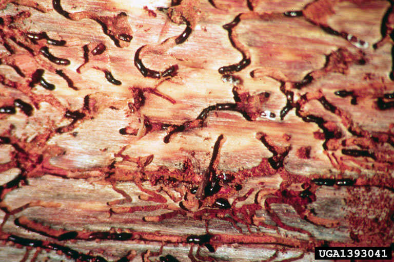 eastern fivespined ips (Ips grandicollis (Eichhoff, 1868))