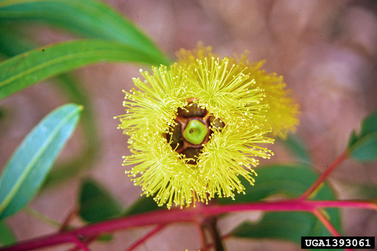 red-cap gum (Eucalyptus erythrocorys)