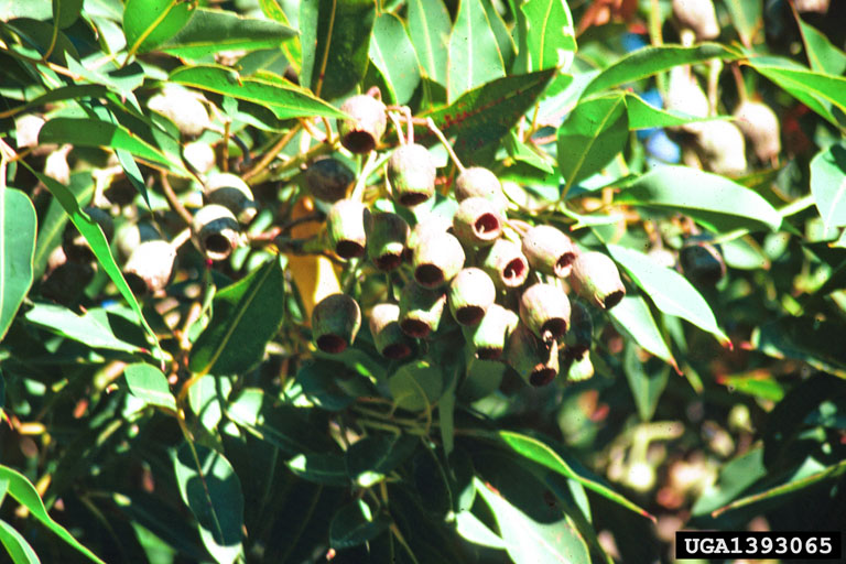 redflower gum, Eucalyptus ficifolia (Myrtales: Myrtaceae) - 1393065