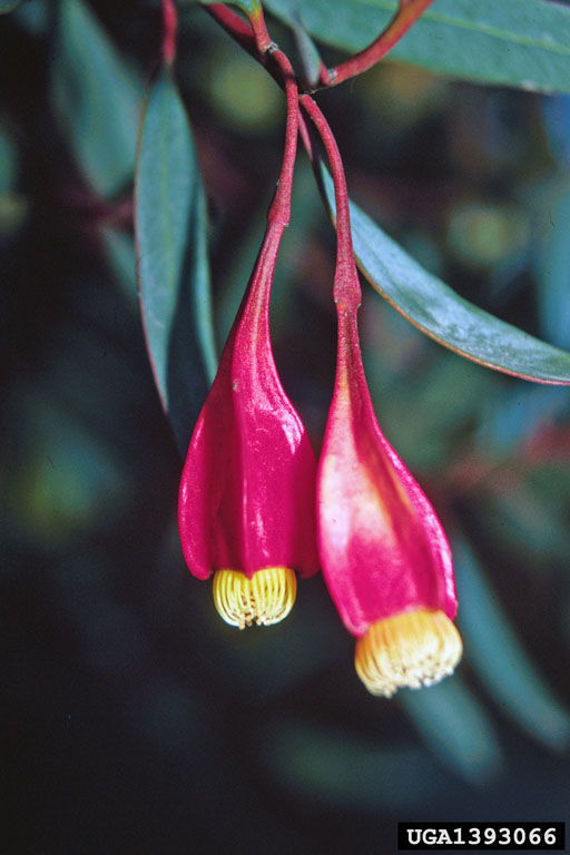 fuchsia gum (Eucalyptus forrestiana)