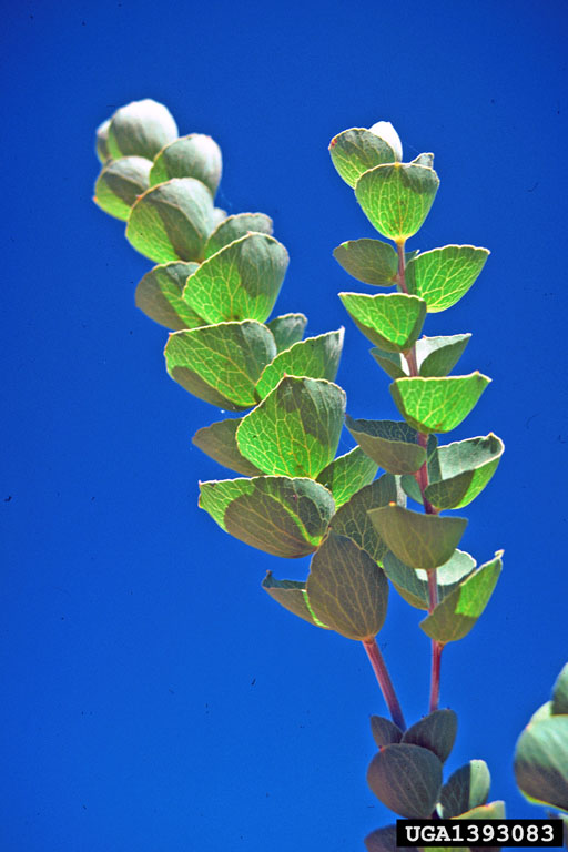scallop hakea (Hakea cucullata R. Br. Hood)