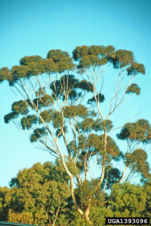 eucalyptus (Genus Eucalyptus L'Hér.)