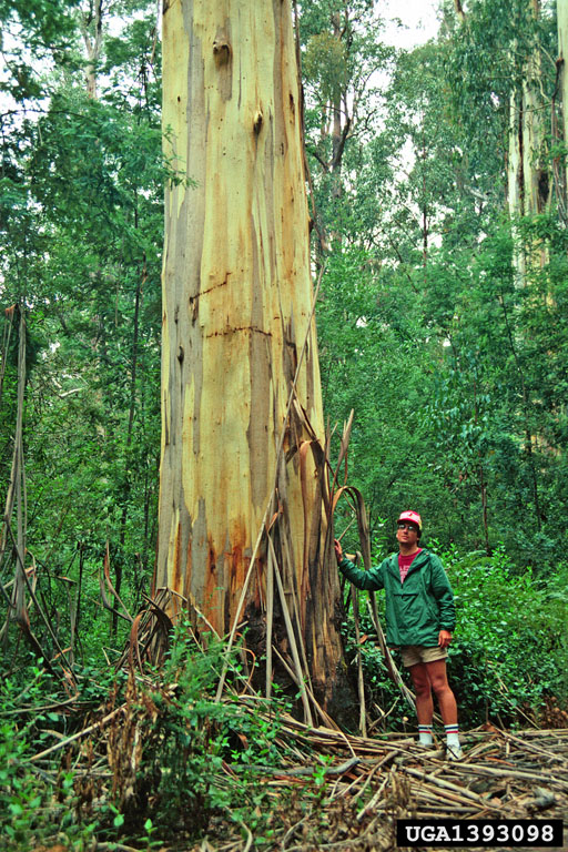 eucalyptus (Genus Eucalyptus L'Hér.)