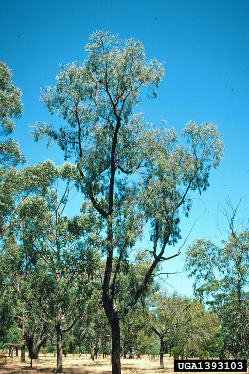 red ironbark (Eucalyptus sideroxylon A. Cunningham)