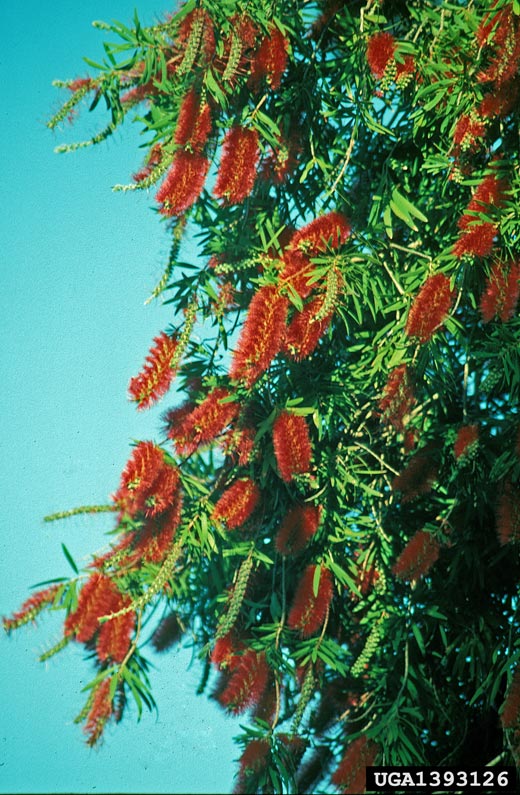 scarlet bottlebrush (Callistemon rugulosus (Dum.Cours.) Court.)