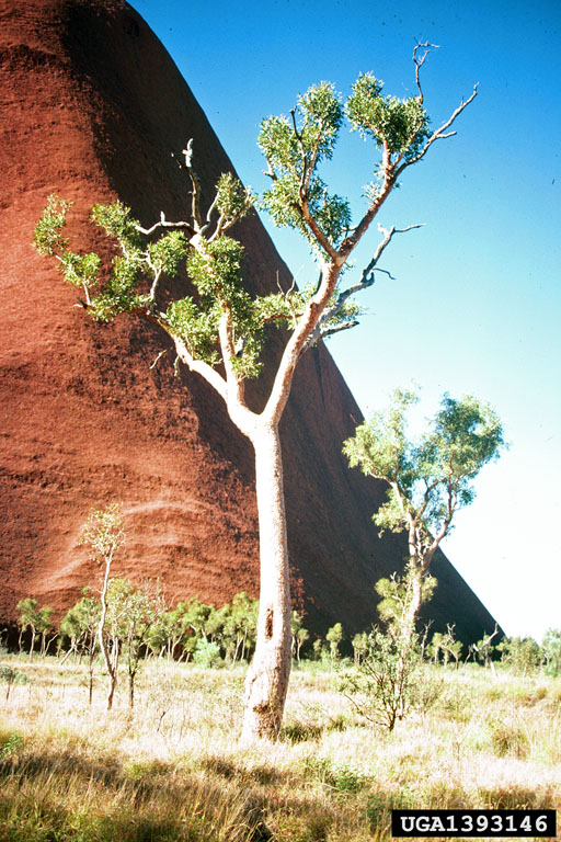 bloodwood (Corymbia terminalis)