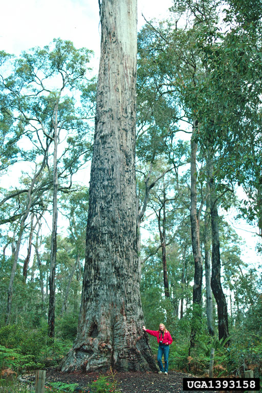 jarrah (Eucalyptus marginata)