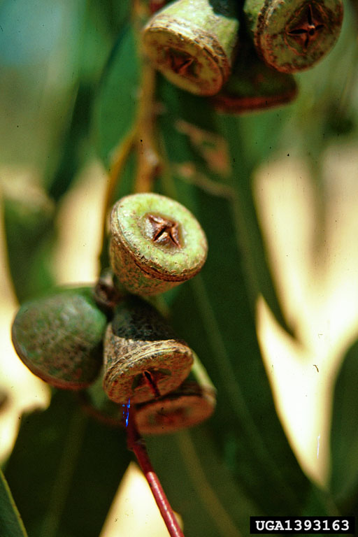tuart, Eucalyptus gomphocephala (Myrtales: Myrtaceae) - 1393163