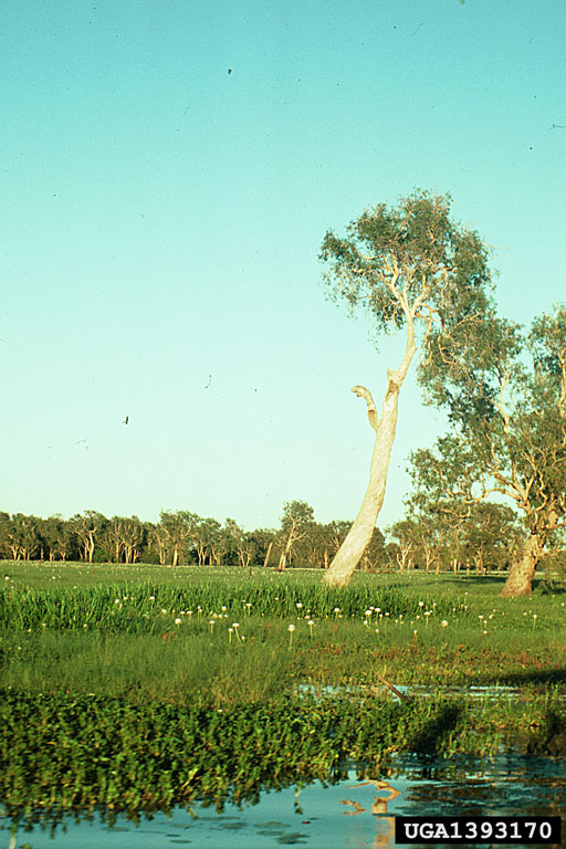 melaleuca (Genus Melaleuca L.)