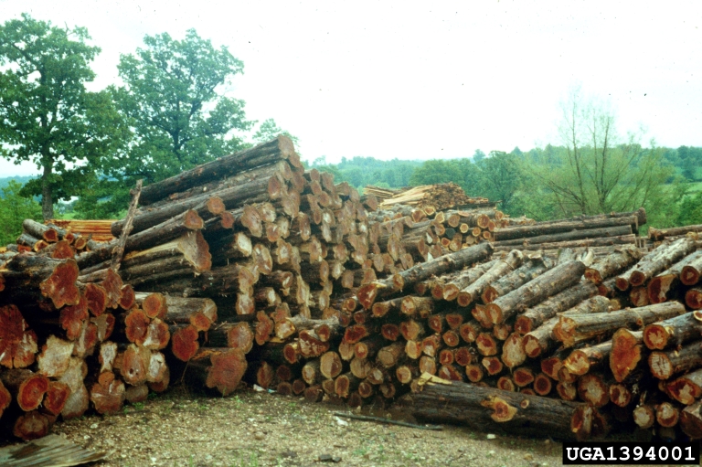 log yard