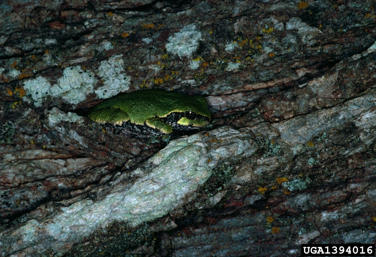 gray tree frog, Hyla versicolor (Anura: Hylidae) - 1394016