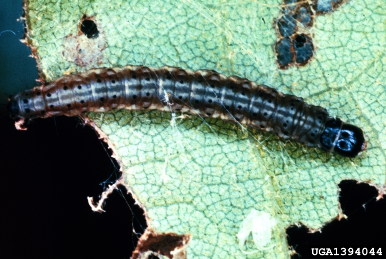 palmerworm (Dichomeris ligulella Hübner)