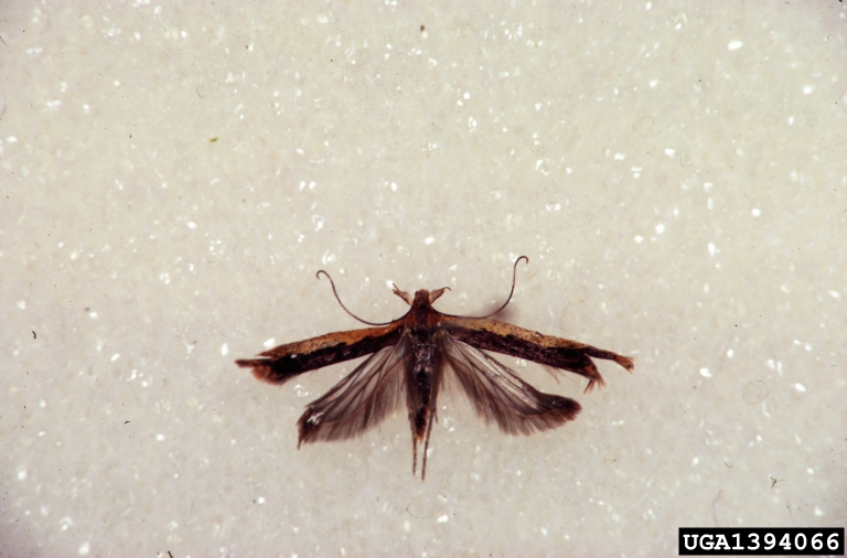 palmerworm (Dichomeris ligulella Hübner)