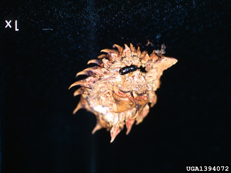 cone beetles (Genus Conophthorus Hopkins, 1915)