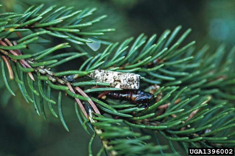 spruce budworm (Choristoneura fumiferana)