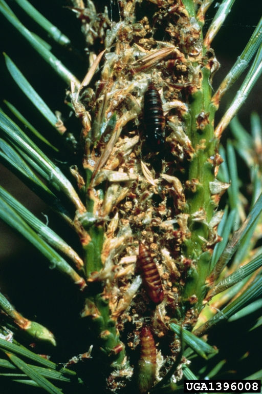 jack pine budworm (Choristoneura pinus pinus Freeman)