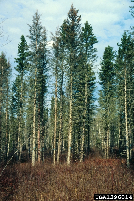 spruce budworm (Choristoneura fumiferana)