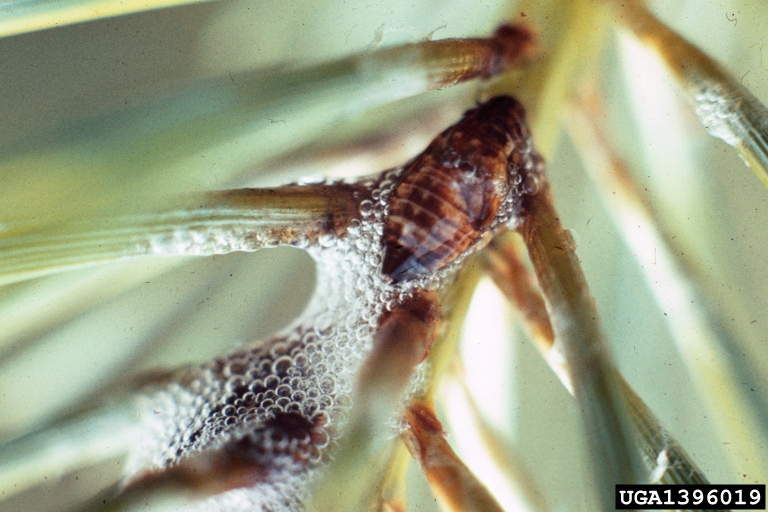 pine spittlebug (Aphrophora cribrata)