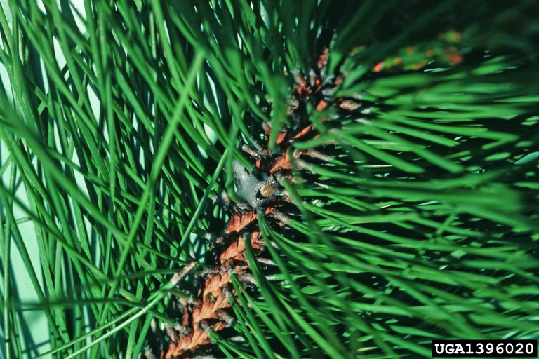 pine spittlebug (Aphrophora cribrata)