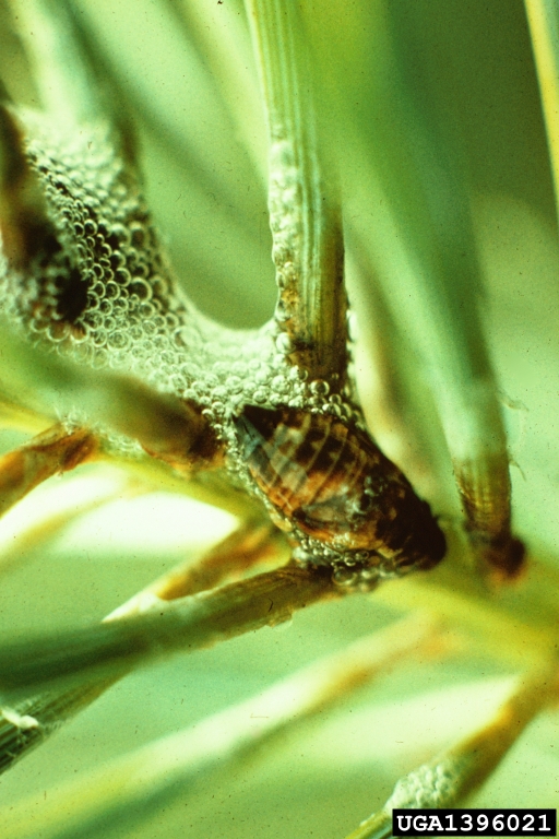 pine spittlebug (Aphrophora cribrata (Walker, 1851))