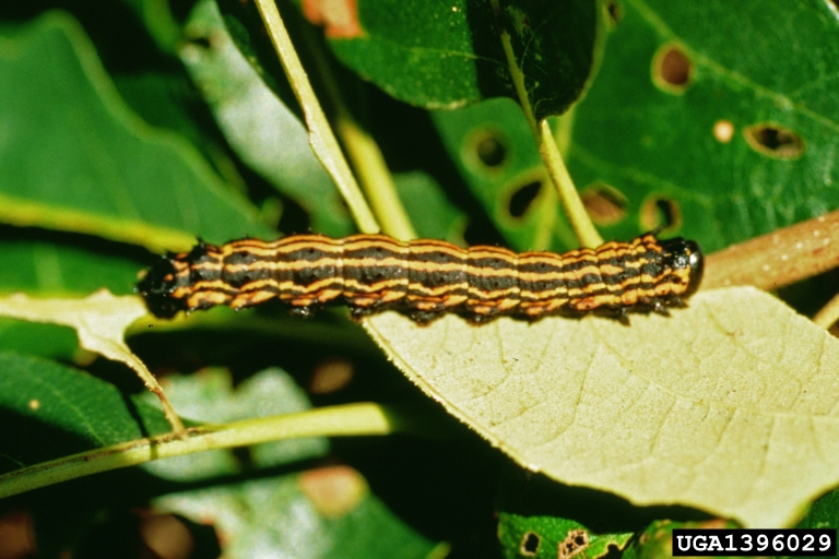 orangestriped oakworm (Anisota senatoria (J. E. Smith, 1797))