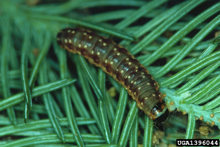 spruce budworm (Choristoneura fumiferana (Clemens))