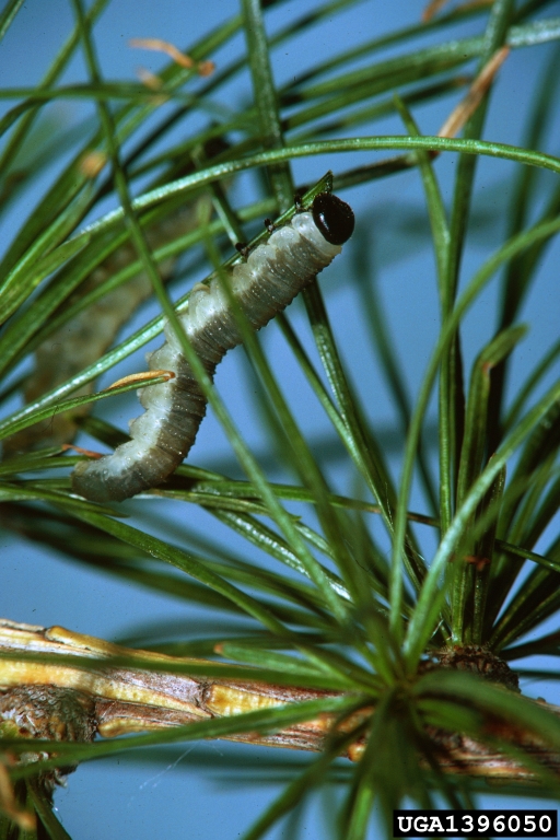 larch sawfly (Pristiphora erichsonii (Hartig))