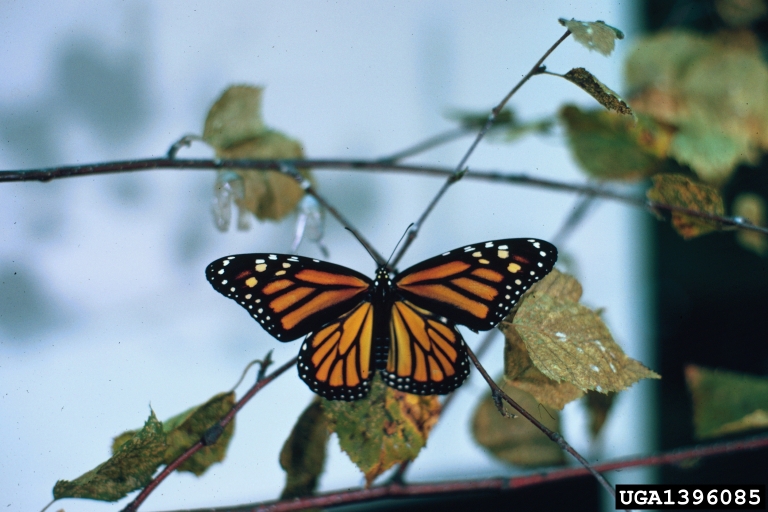 monarch butterfly (Danaus plexippus)