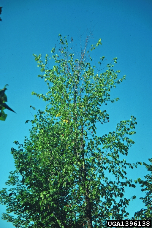 Dutch elm disease (Ophiostoma ulmi (Buisman) Nannf.)