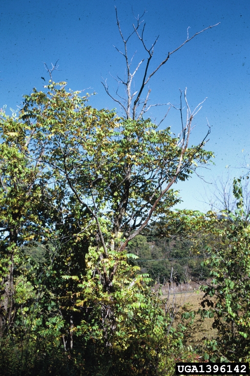 butternut canker (Ophiognomonia clavigignenti-juglandacearum (N.B. Nair ...