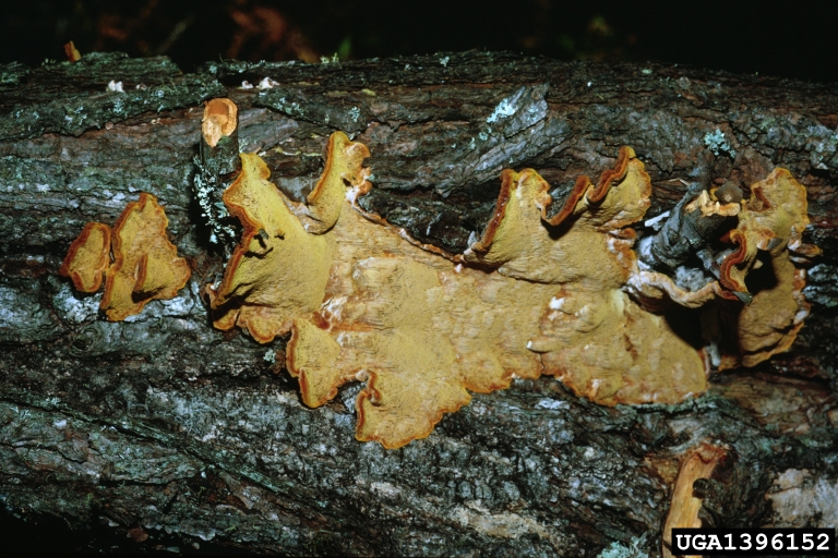 red ring rot (Porodaedalea pini (Brot.) Murrill)