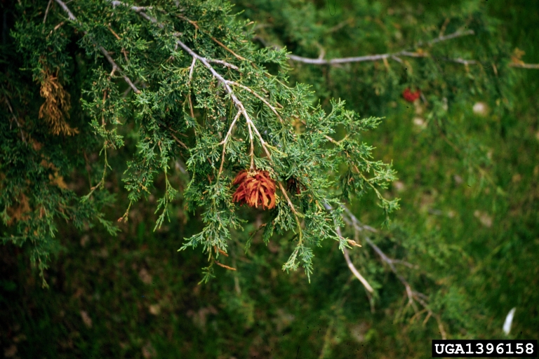 cedar-apple rust (Gymnosporangium juniperi-virginianae Schwein.)