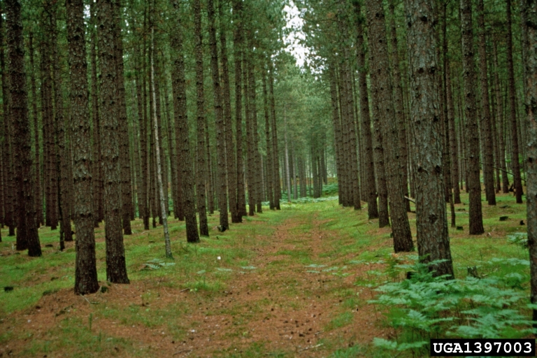 red pine (Pinus resinosa)