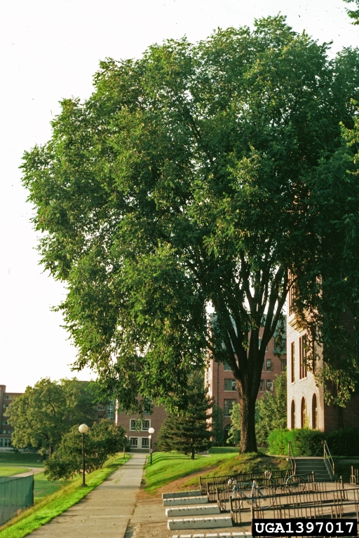 American elm (Ulmus americana L.)