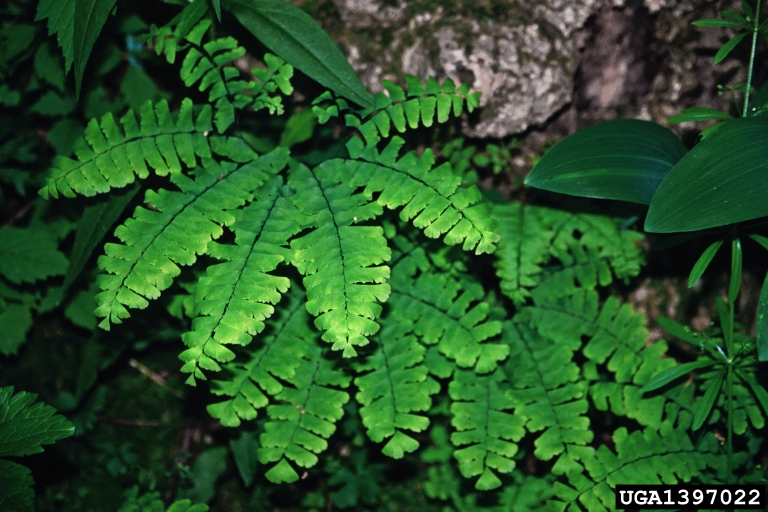 northern maidenhair fern (Adiantum pedatum L.)