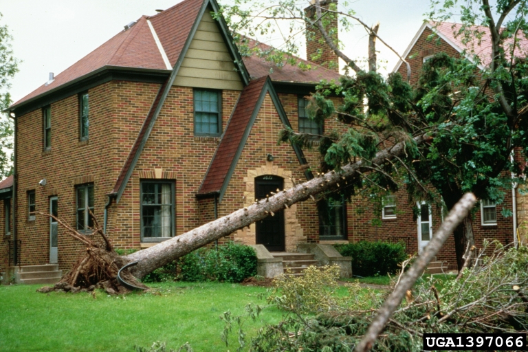 root lifting, soil heaving, and windthrow