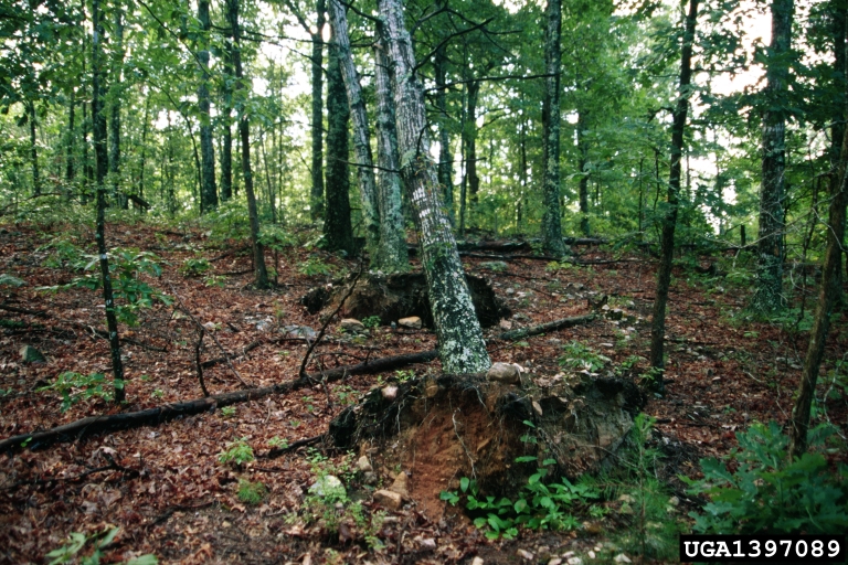 root lifting, soil heaving, and windthrow