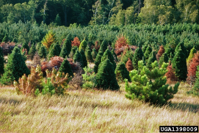 pine root collar weevil (Hylobius radicis)