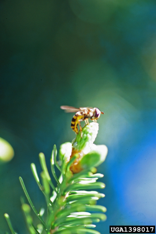 syrphid or flower flies (Family Syrphidae)