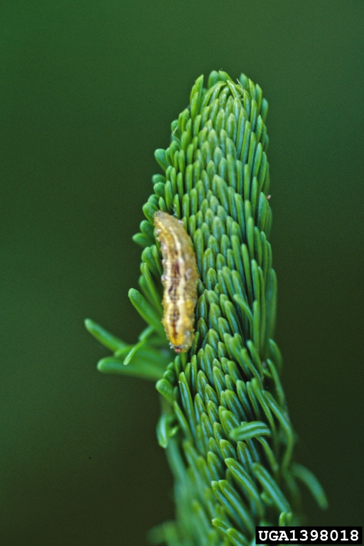 syrphid or flower flies, (Diptera: Syrphidae) - 1398018